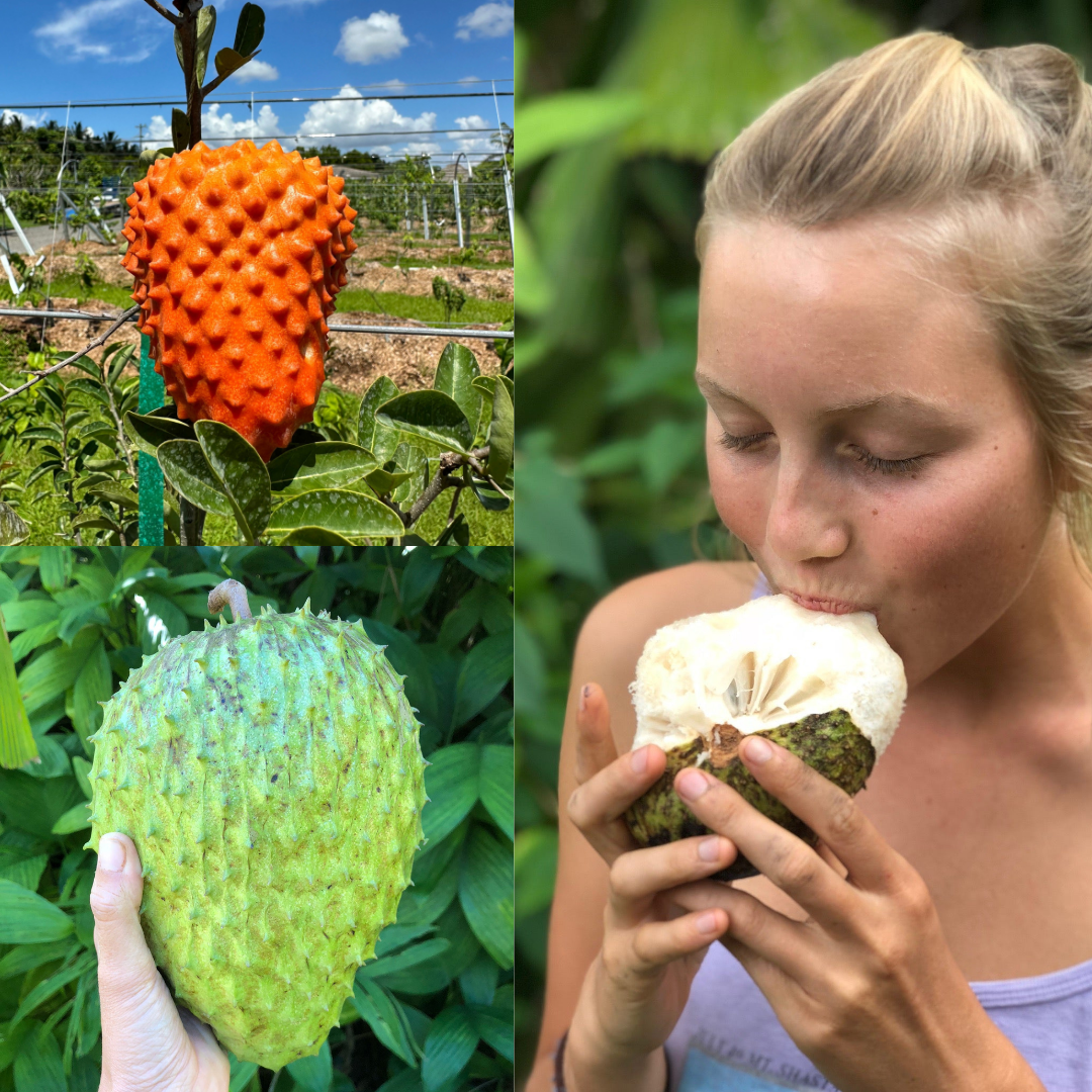 Premium Soursop, Orange Soursop & More 💚🧡 – Miami Fruit