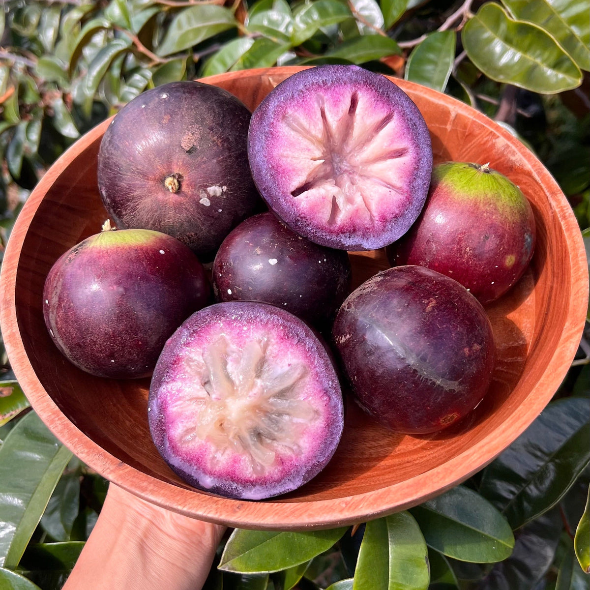Star Apple Season is HERE! 🤩💜 – Miami Fruit