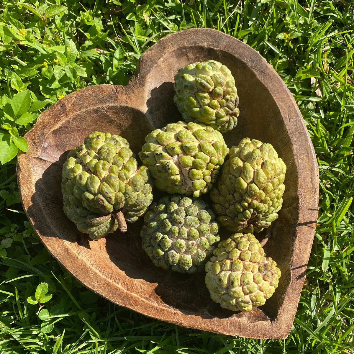 Don't miss out on Sugar Apple season! 💚 – Miami Fruit