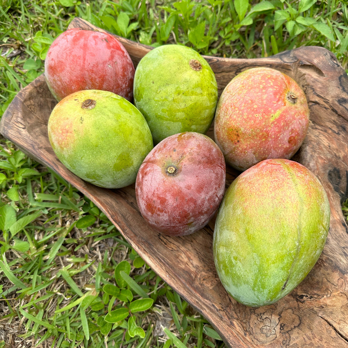Super Alphonso Mango 🥭 Now Available – Miami Fruit