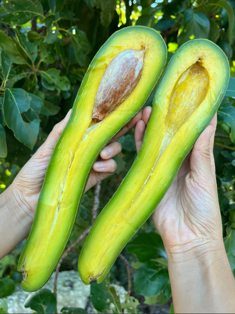 Long Neck Avocado SALE 🥑 Get 20% Off + FREE Shipping! – Miami Fruit
