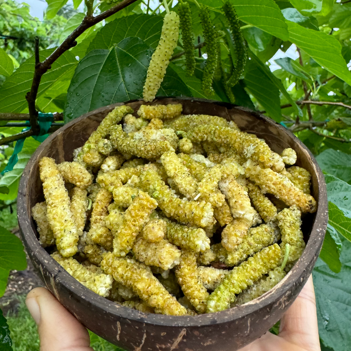 Freeze Dried Green Mulberries for Any Adventure – Miami Fruit