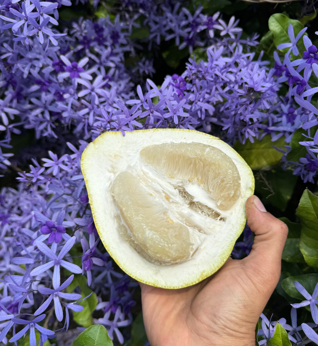 NEW Product Alert 🚨 Platinum Rose Pomelos 💛🌹 – Miami Fruit