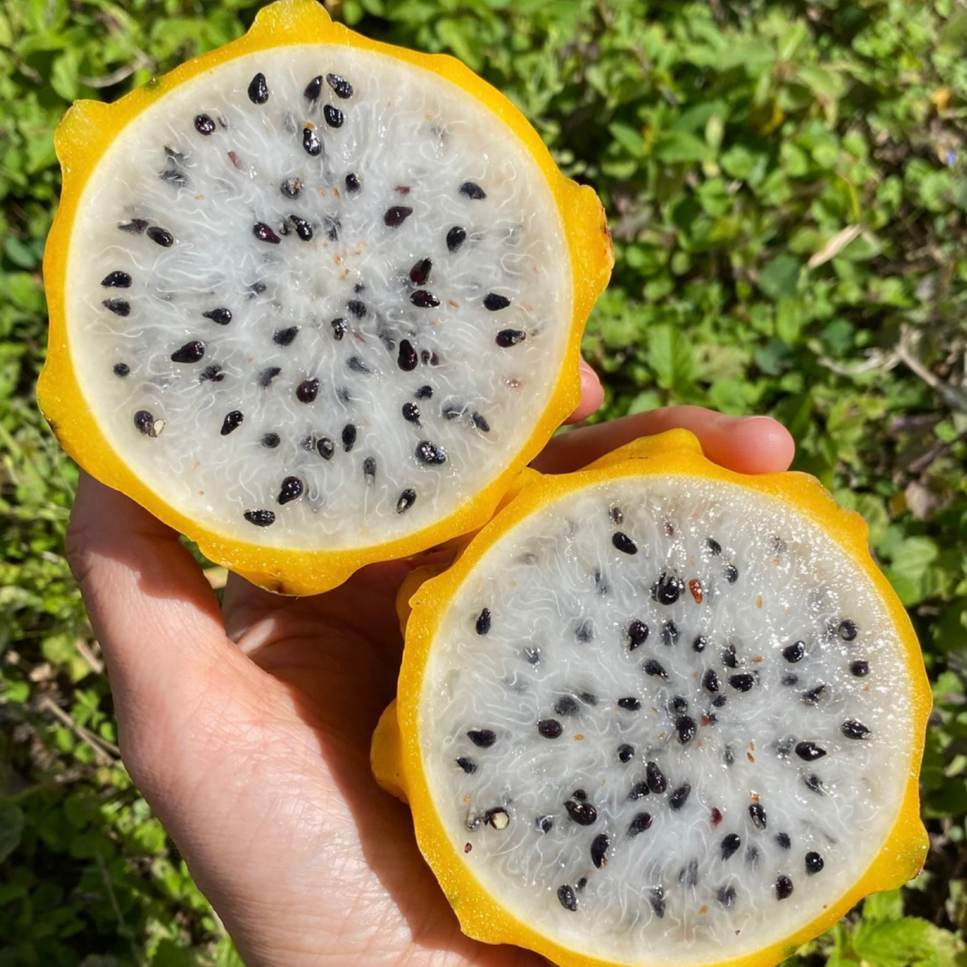 Get Your Digestion On Track With Yellow Dragonfruit 💛 – Miami Fruit