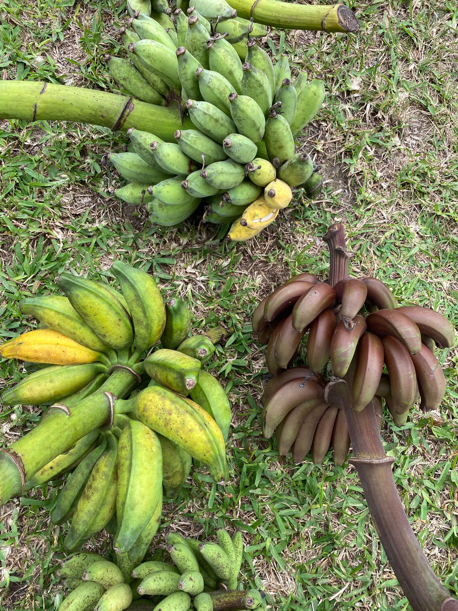 🍌 Banana Abundance + Get em on SALE w/ subscription 🍌 – Miami Fruit