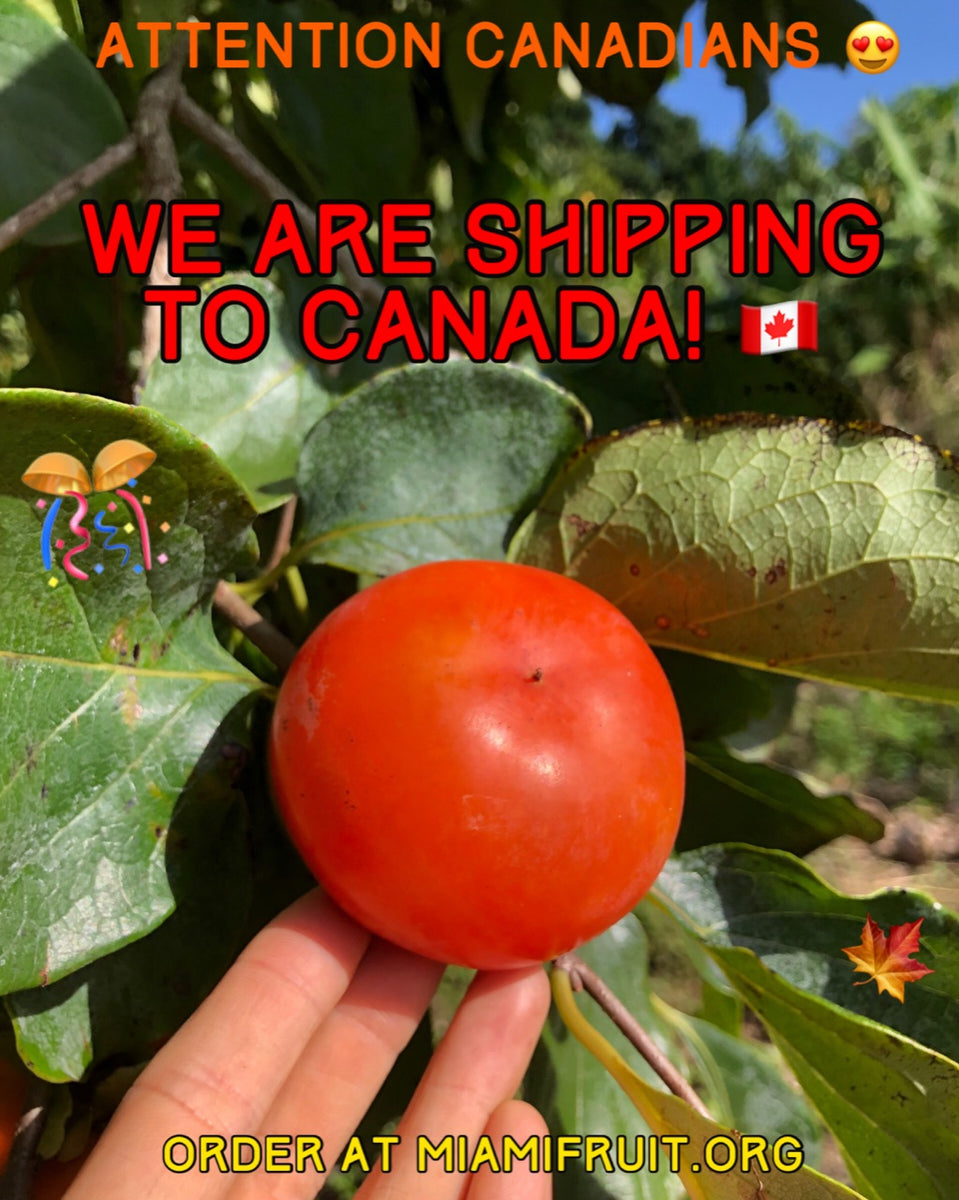 🍁MiamiFruit is shipping fruit to Canada!🎊 – Miami Fruit