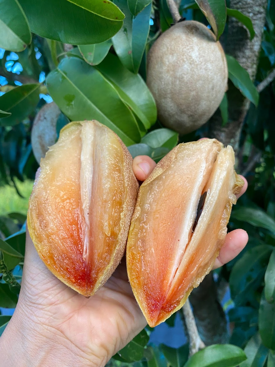 Sapodilla Season is Starting! 🥔 – Miami Fruit