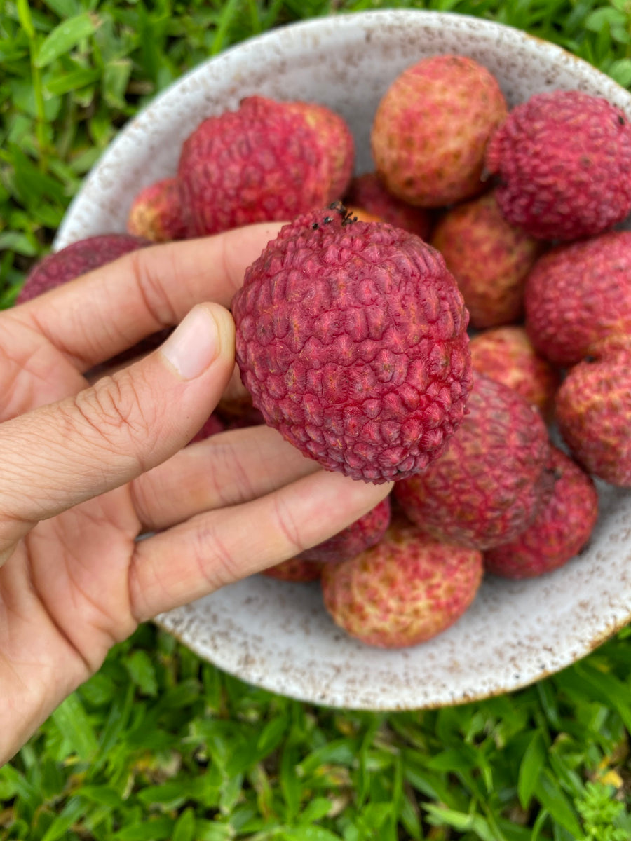 The LAST Emperor Lychee harvest! 🍒 – Miami Fruit