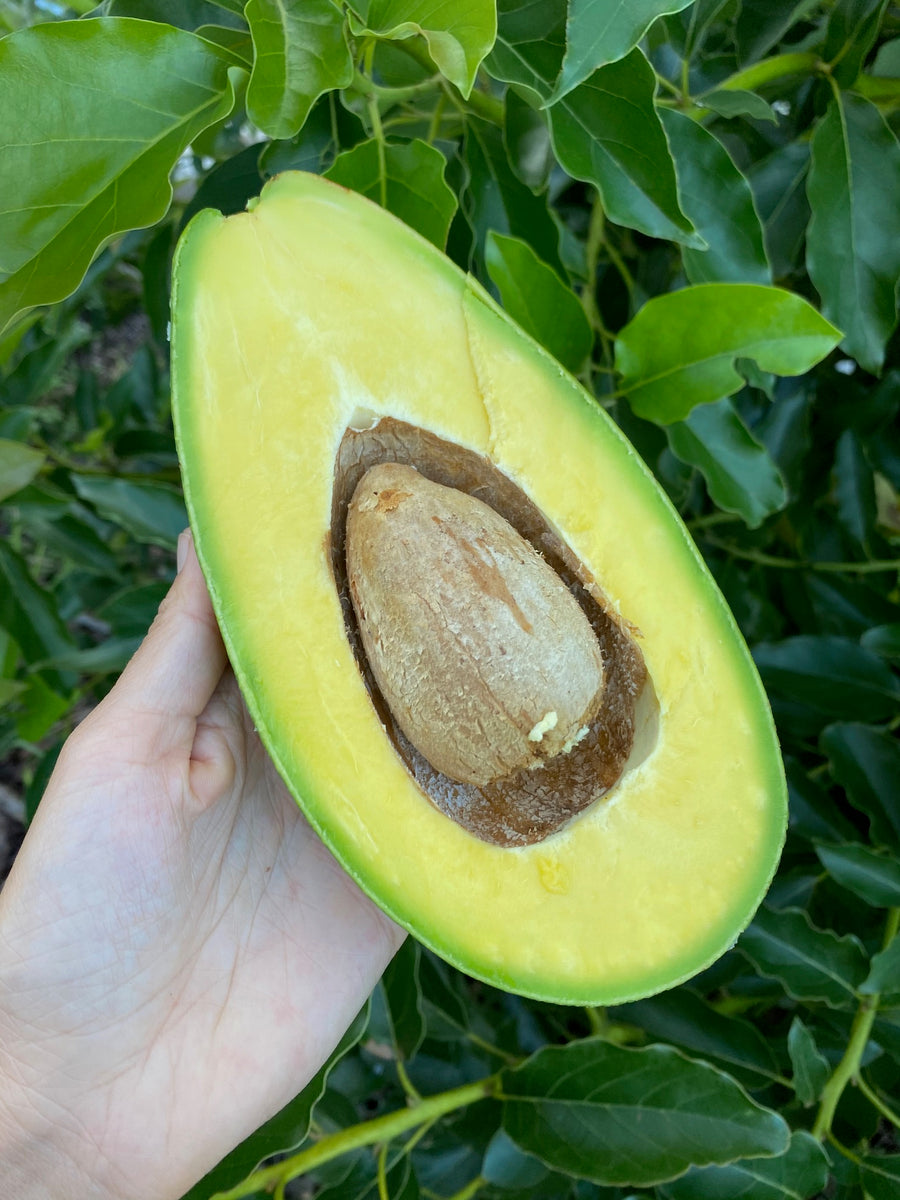 🥑Avocados are abundant right now! – Miami Fruit