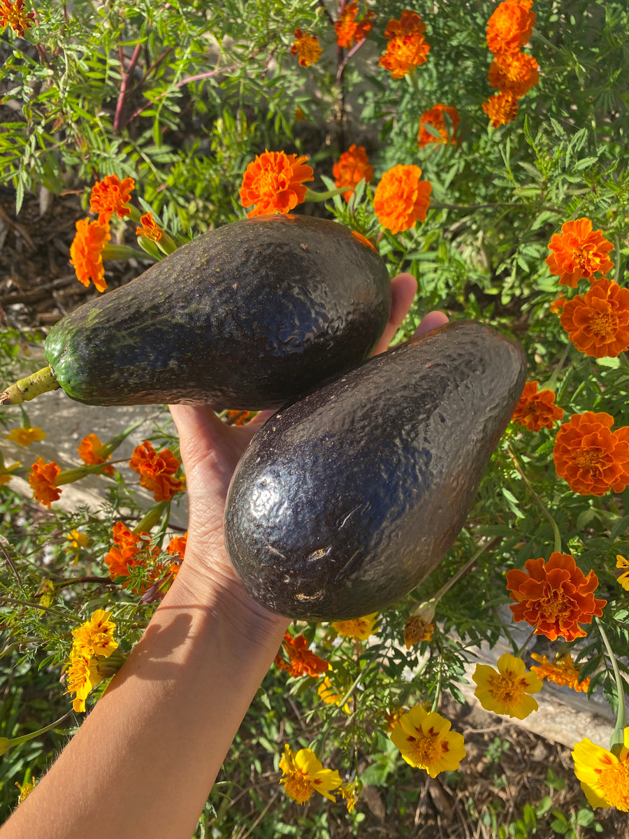 Freshly Harvested Florida Grown Black Avocados🖤 – Miami Fruit