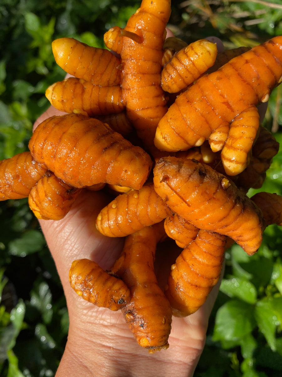 It's Turmeric Time 🧡 – Miami Fruit