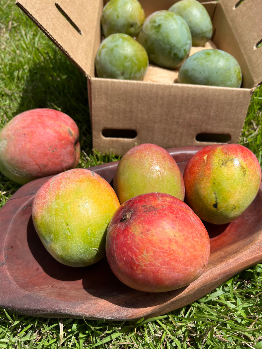 Florida-grown Kent mango now available! 🥭 – Miami Fruit