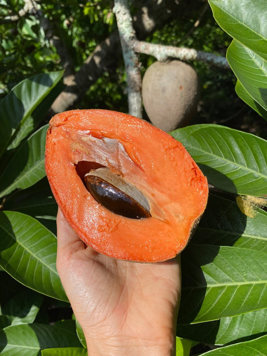 Key West Mamey Sapote is in Season! 🧡 – Miami Fruit
