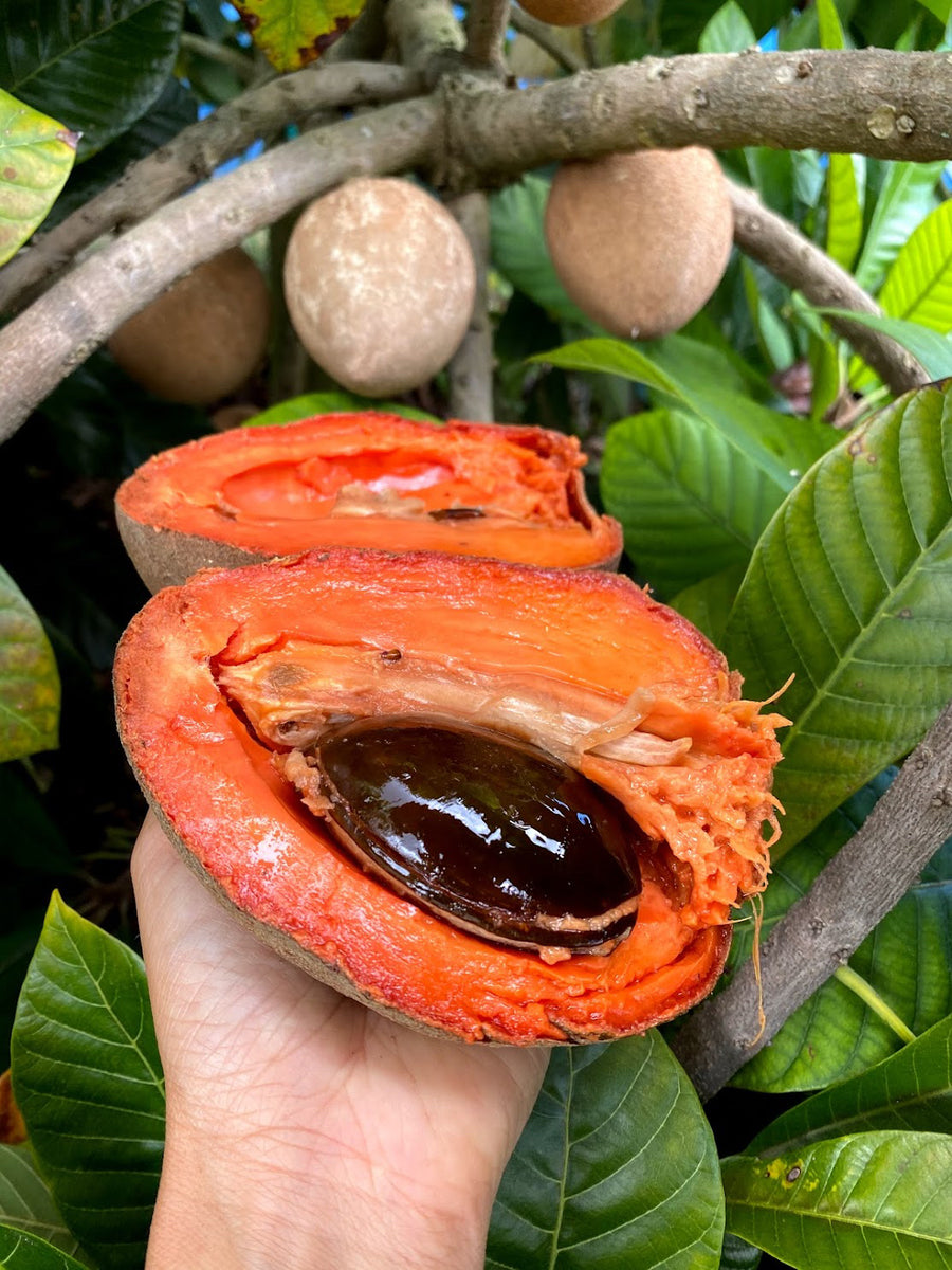 Quick Shipping Pause Next Week ⏸ – Miami Fruit