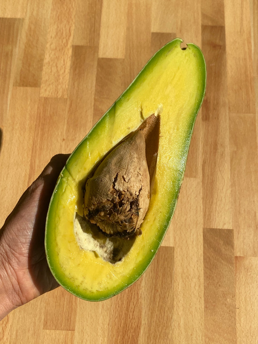 50% off Long Neck Avocado Boxes 🥑 – Miami Fruit