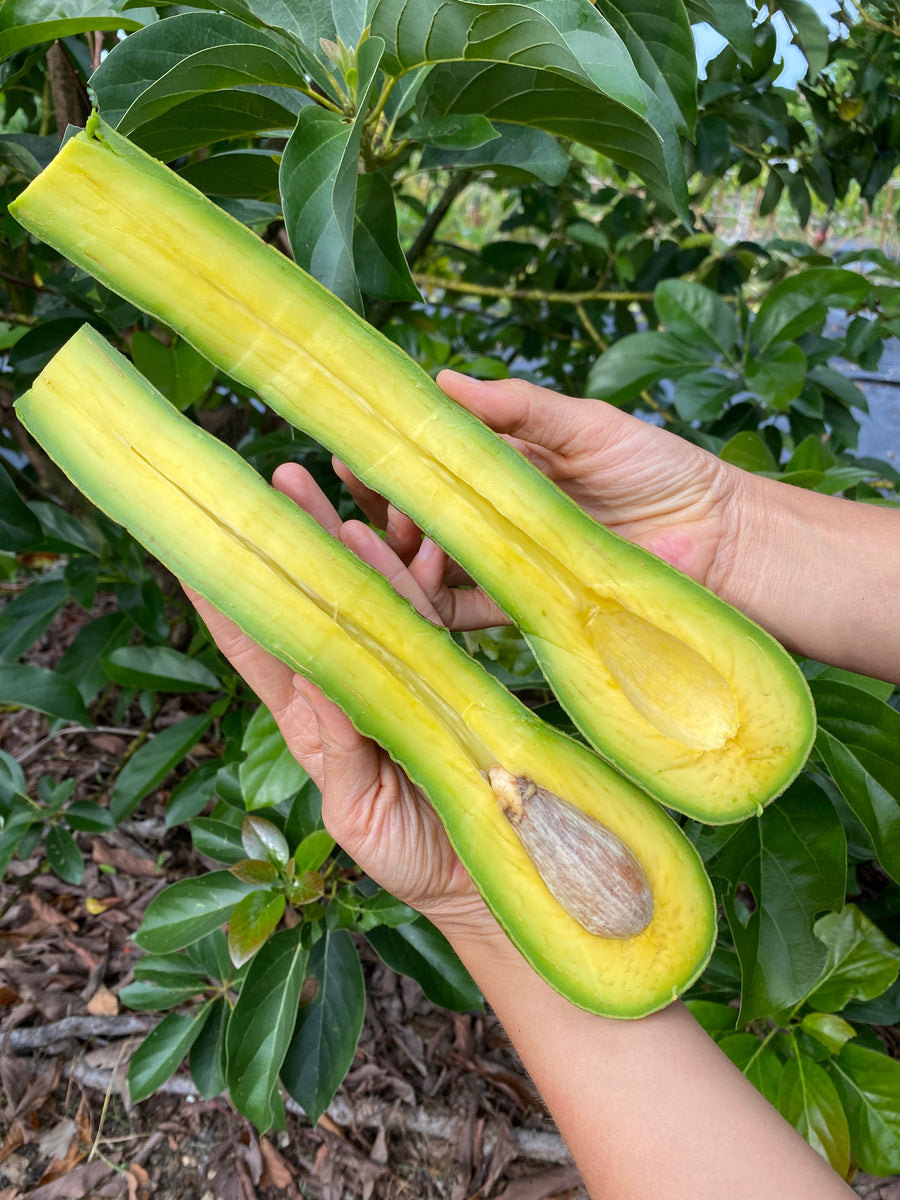 Long Neck Avocados are back! 🦒 – Miami Fruit