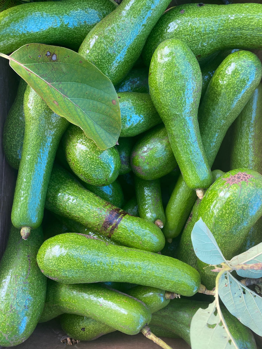Don't miss these amazing LONG NECK avocados! 🥑 – Miami Fruit