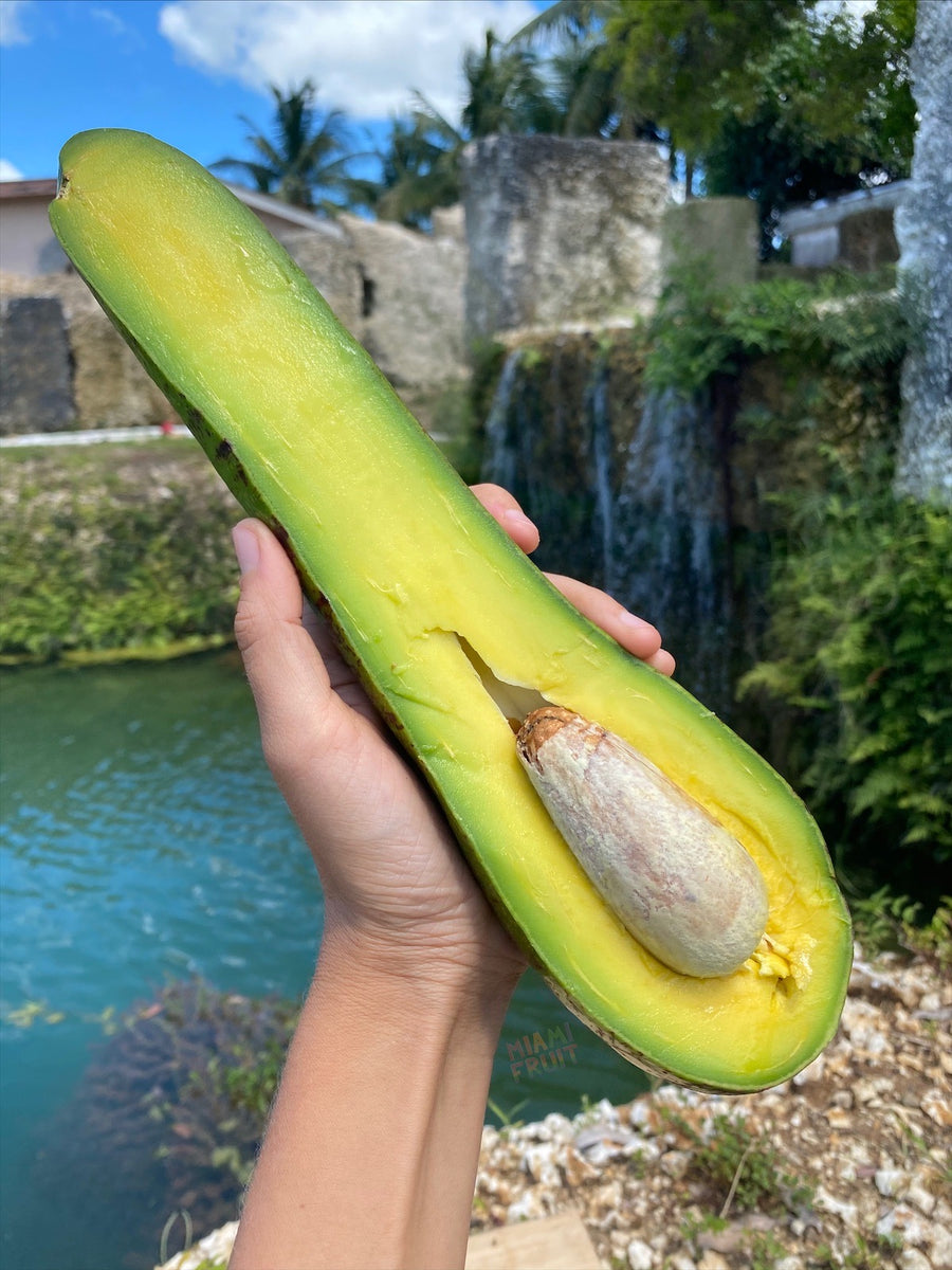 The LONG NECK avocados are BACK! 🥑 – Miami Fruit