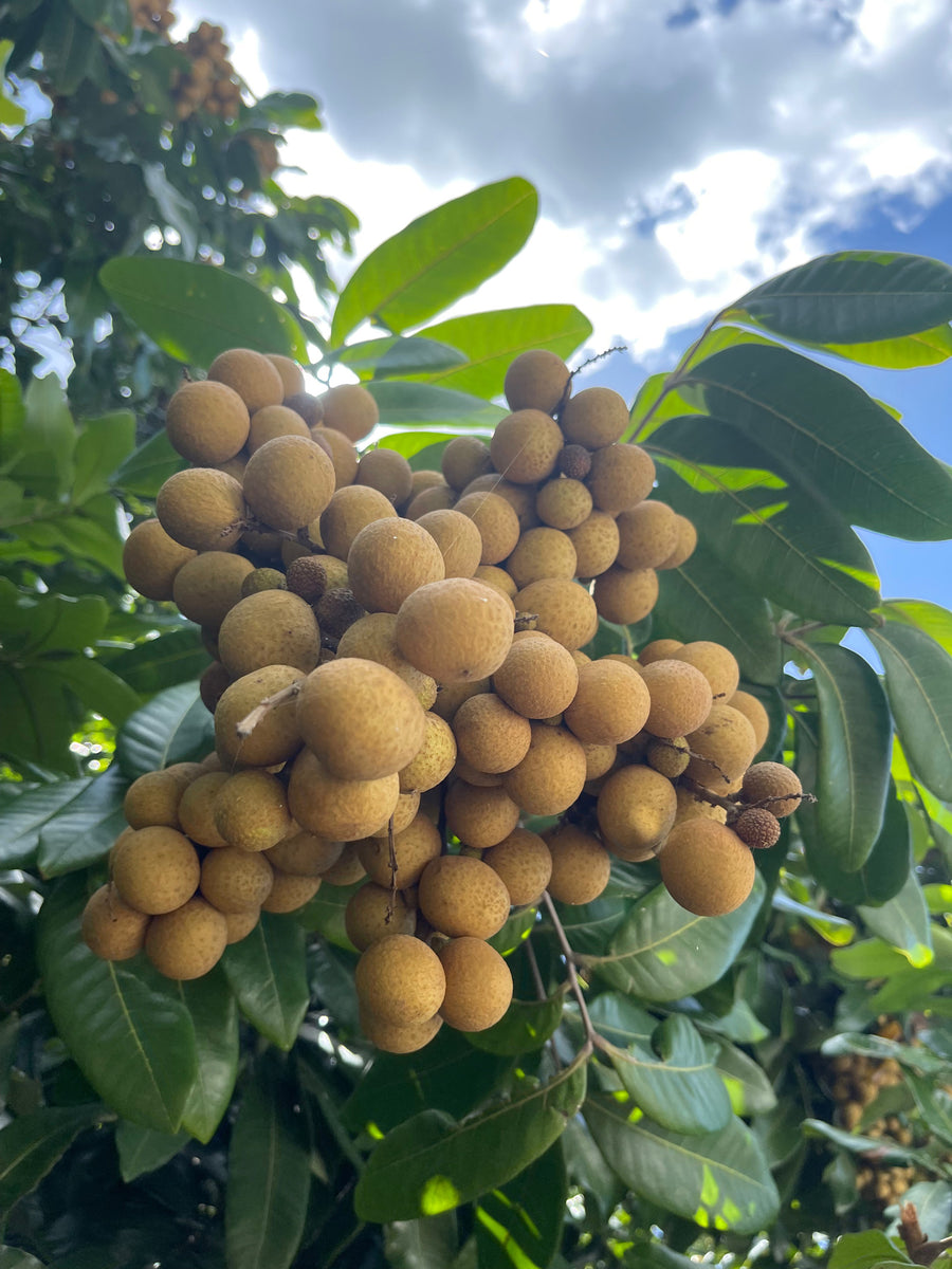 70% off small and large longan boxes this week! – Miami Fruit