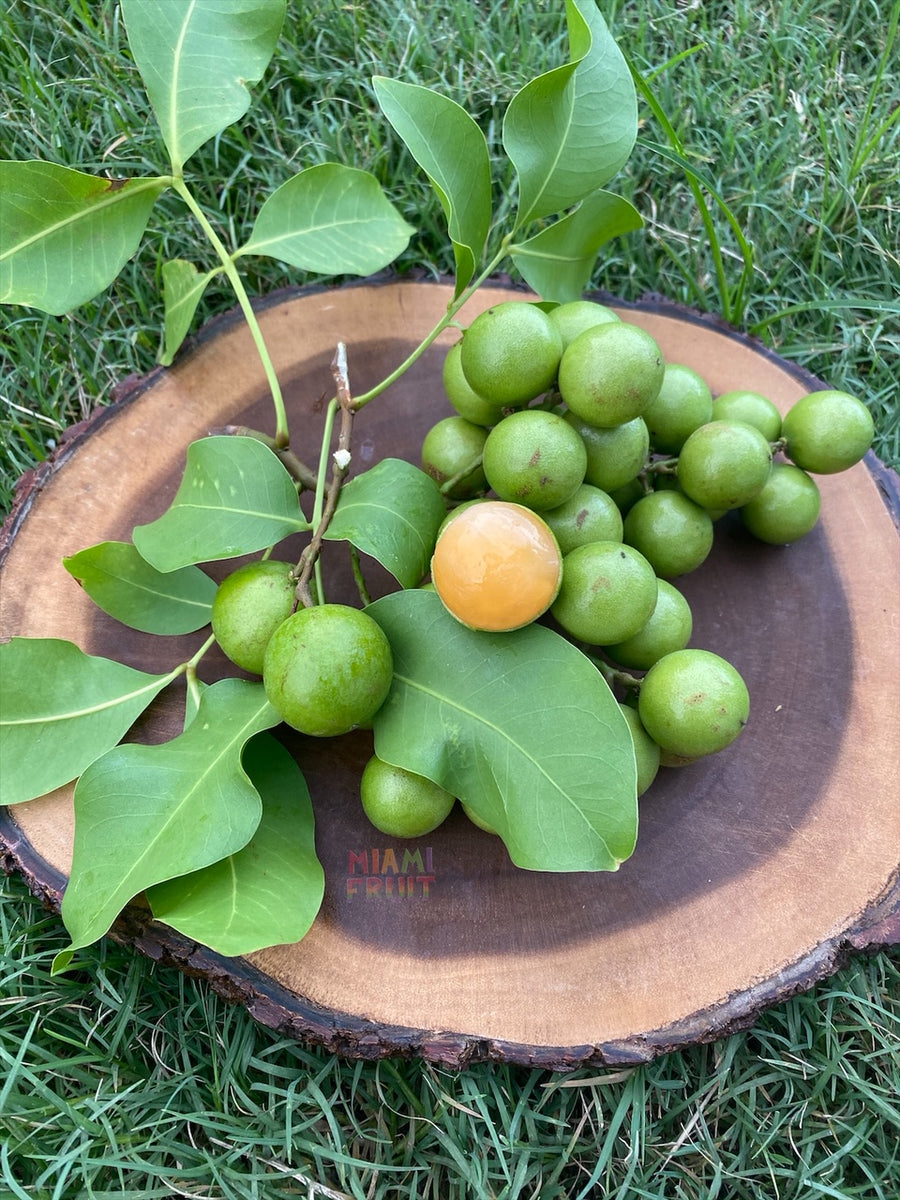 It's mamoncillo (guinep) season! 😍 – Miami Fruit