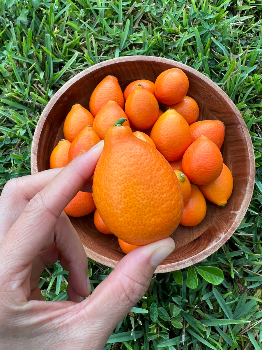 Mandarinquats are now available! 🍊 – Miami Fruit
