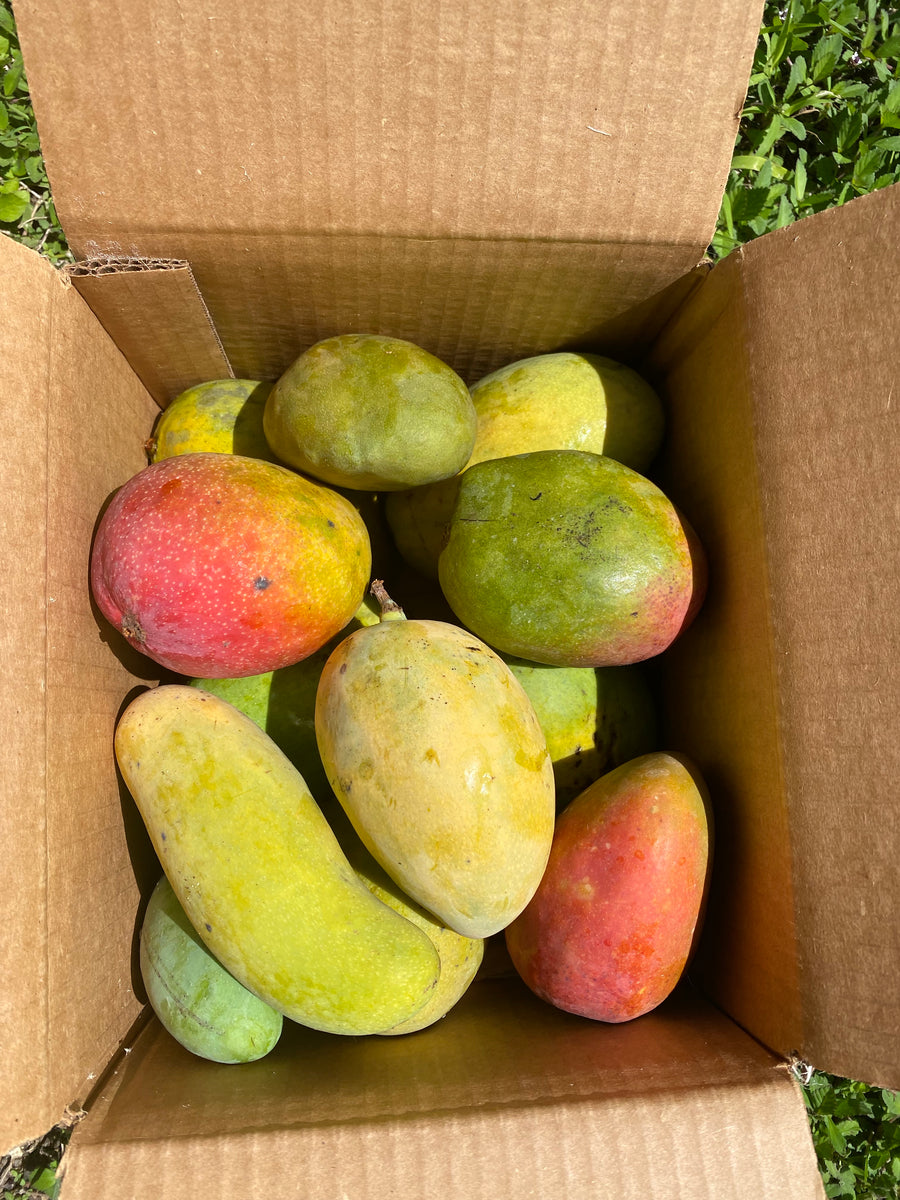 Important Info for Ordering Fruit in Summer 🌞 – Miami Fruit