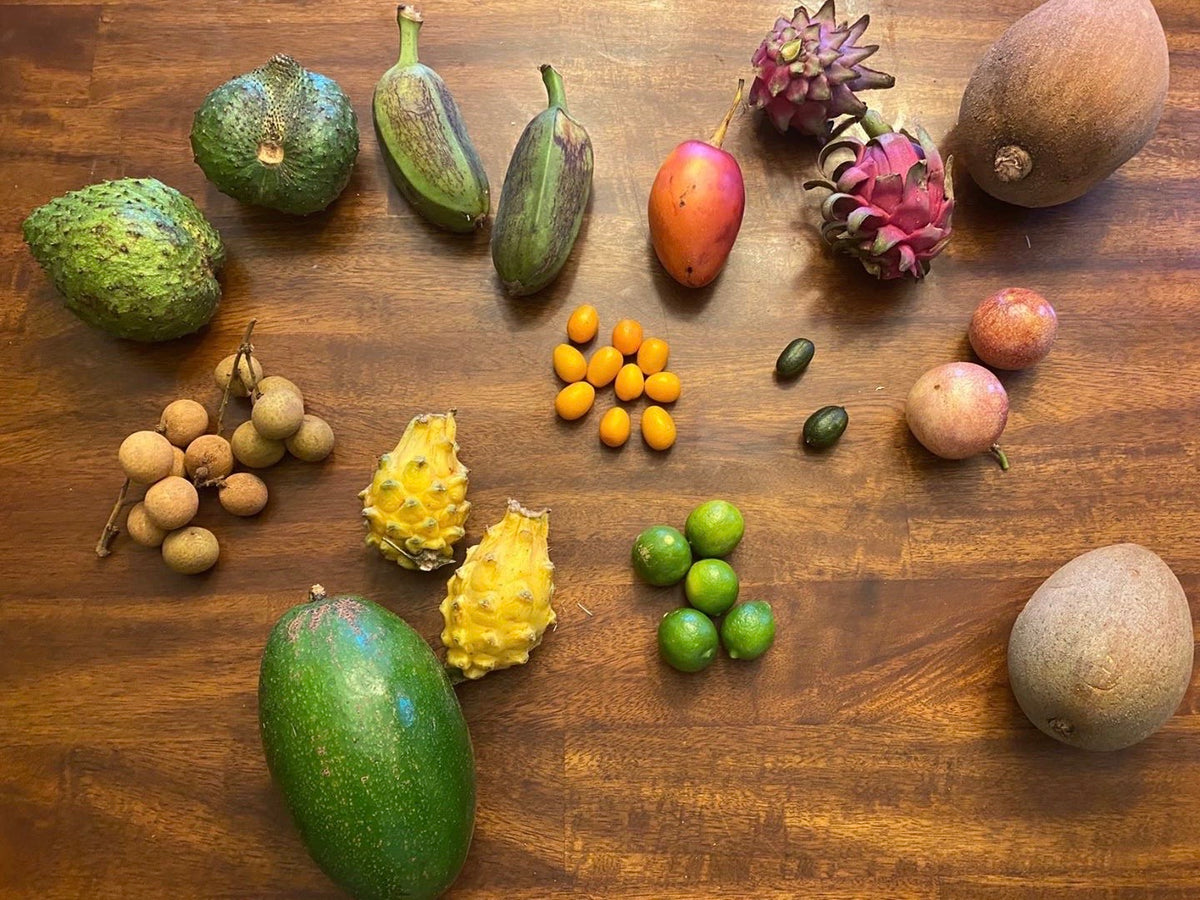 Late August Harvest Update 🌳 – Miami Fruit