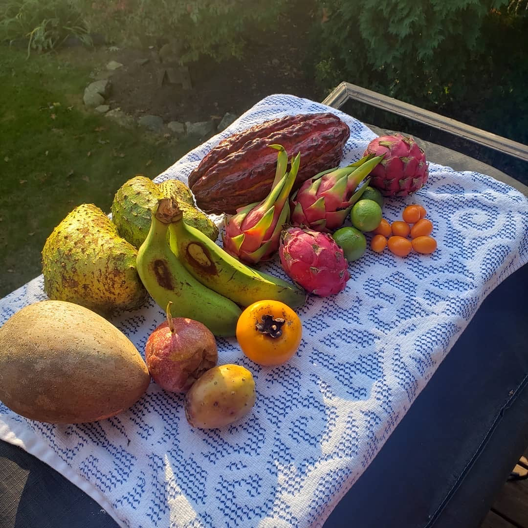 Harvest Update for mid-October 🌈 – Miami Fruit