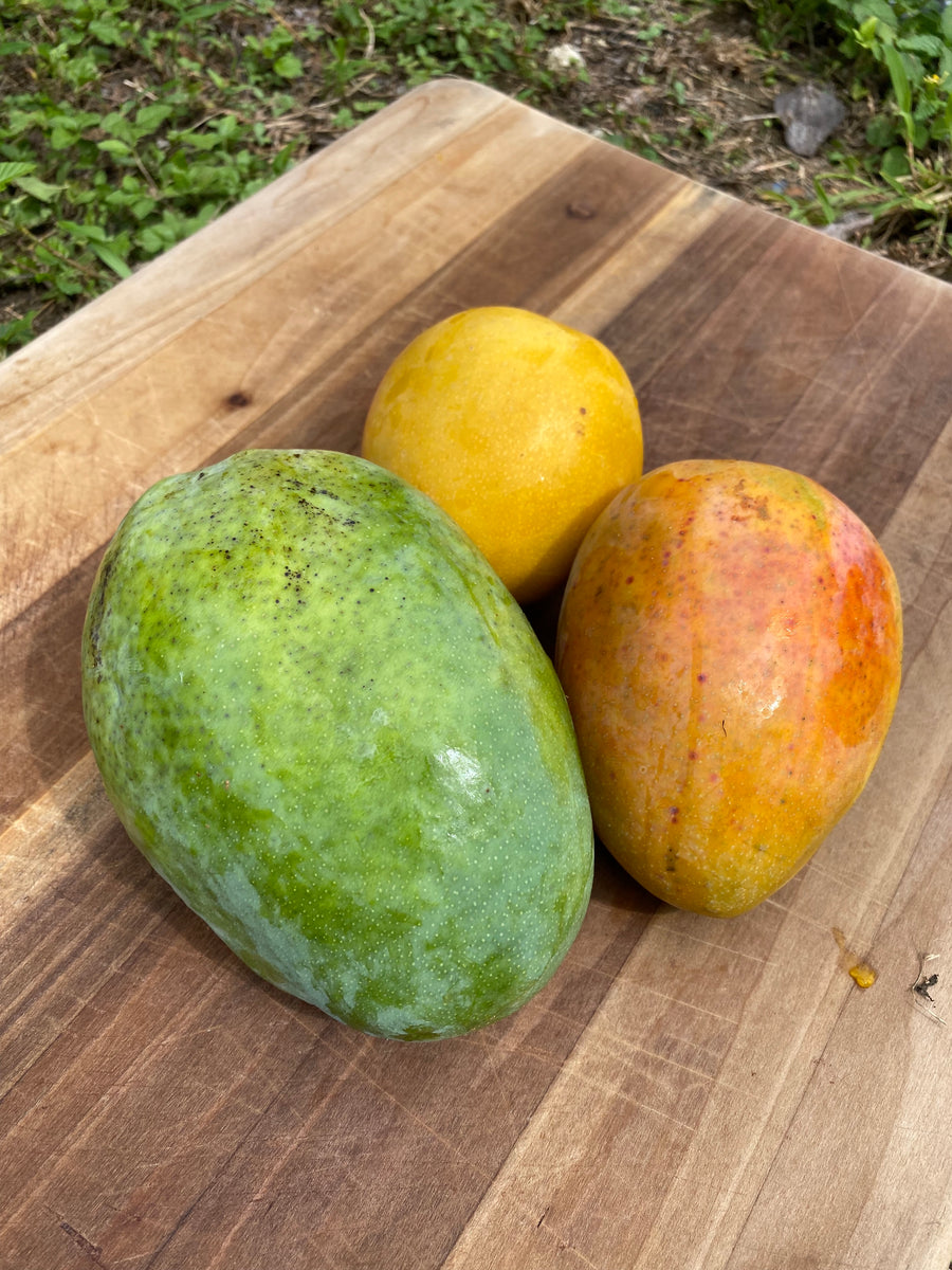 New Mango Varieties Available 🥭 – Miami Fruit