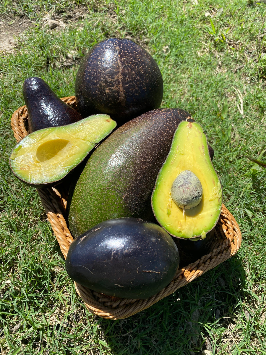 🖤 Beautiful Black Florida Avocados now available! – Miami Fruit