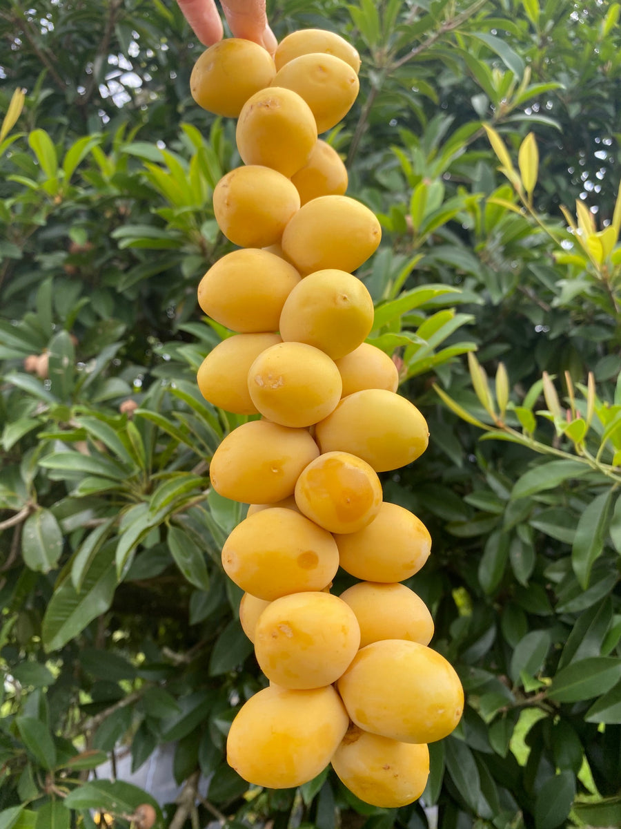 Fresh Dates 💛 Available for a limited time! – Miami Fruit