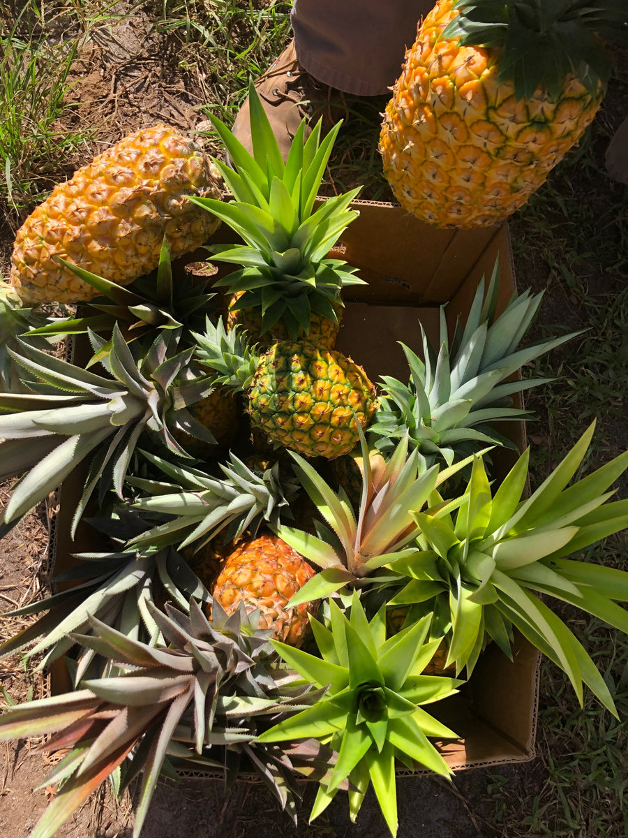 🍍Pineapple Season is HERE! – Miami Fruit