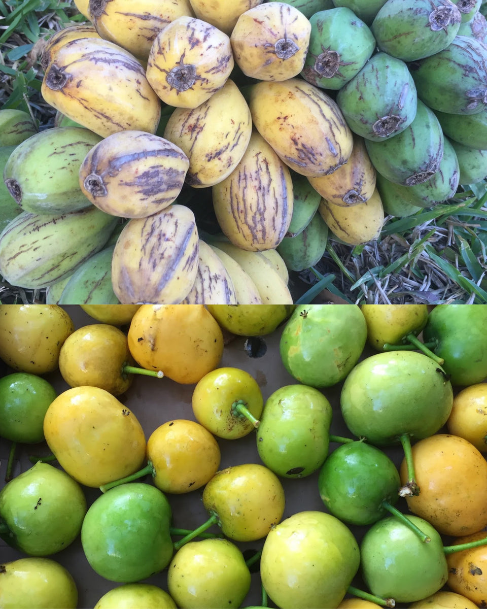 Gamboge and Pitogo bananas are available! – Miami Fruit