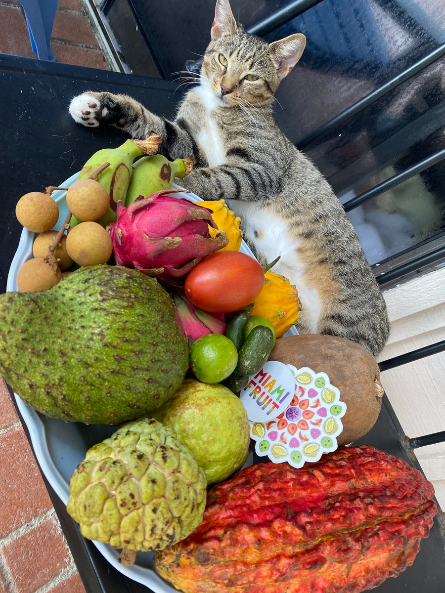 Mid-September Harvest Update 🌳 – Miami Fruit