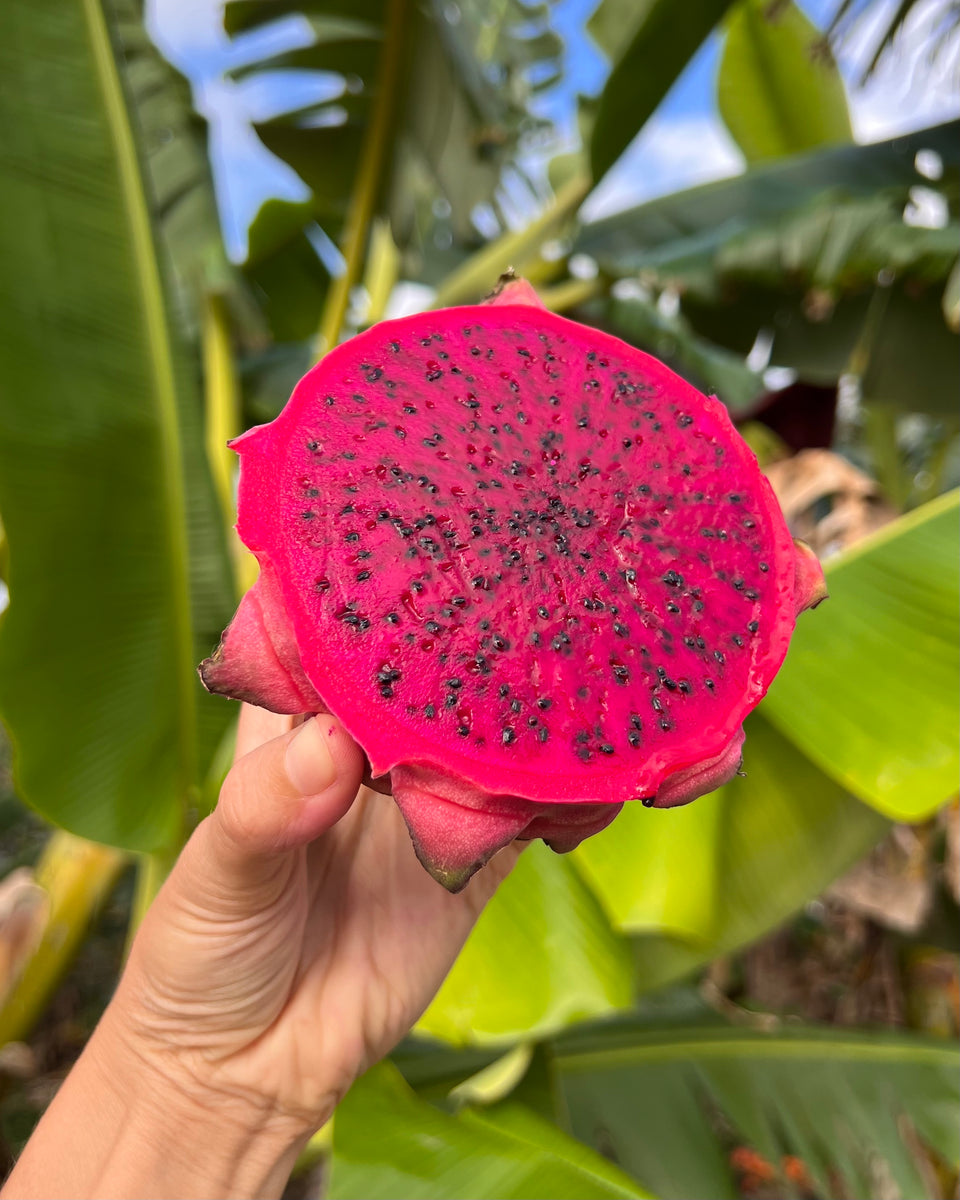 Red Dragonfruit is available! 🐲 – Miami Fruit