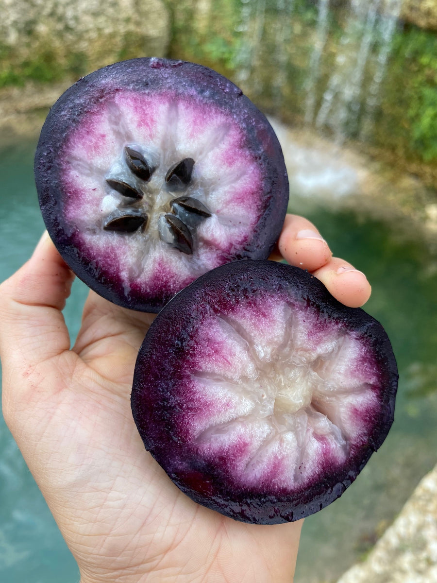 Star apple season is ending 😢 – Miami Fruit