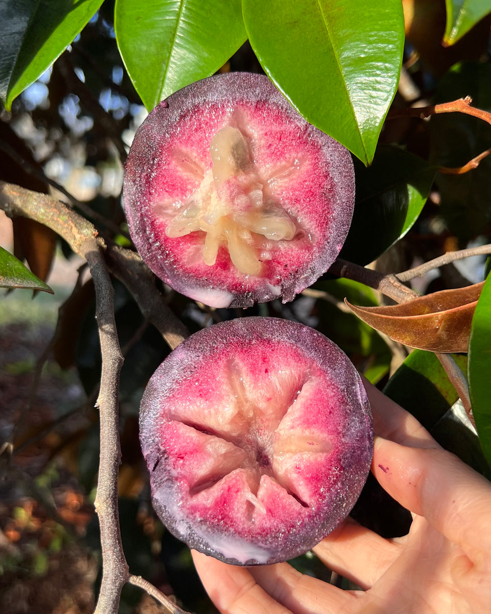 Star Apple Season is Peaking 🏔 – Miami Fruit