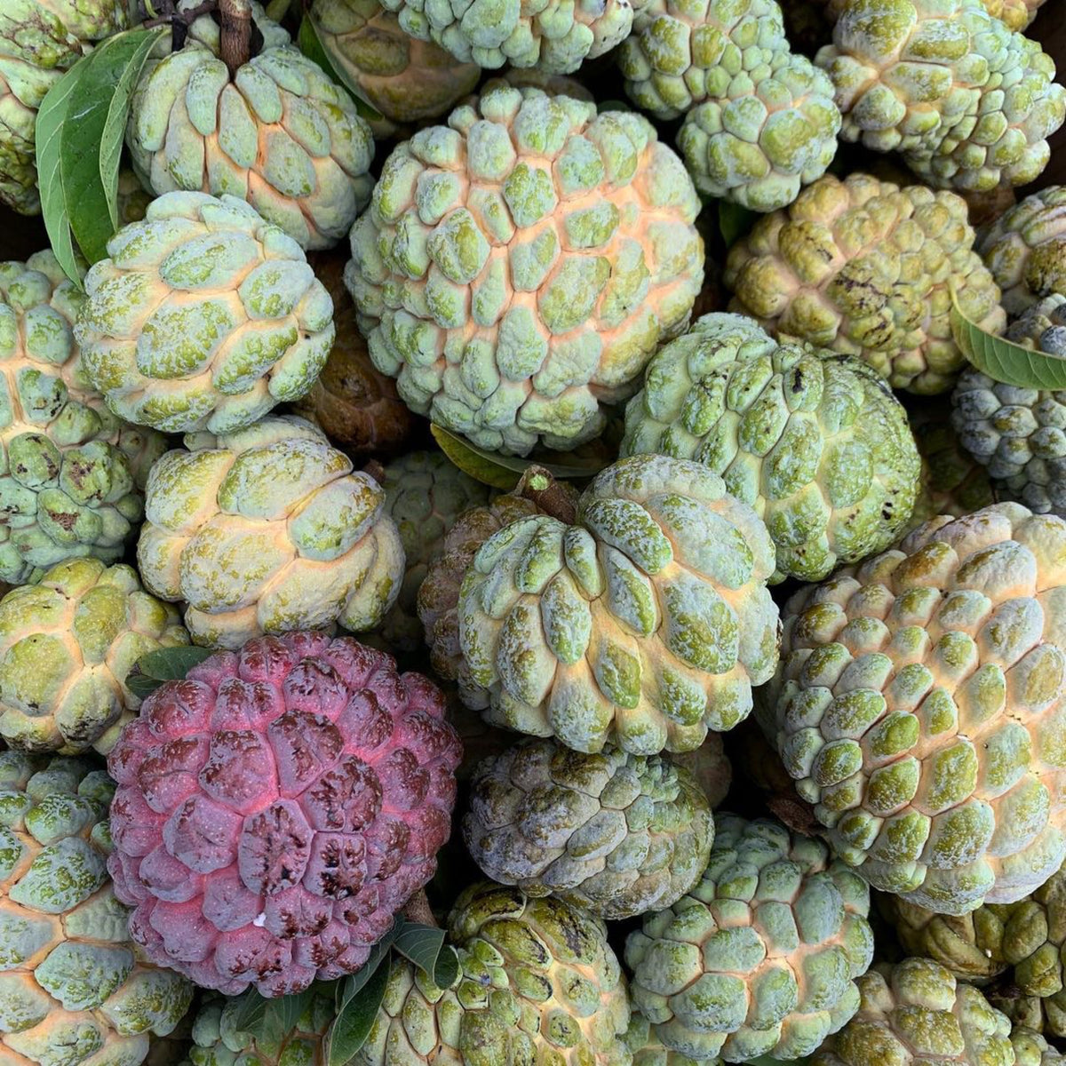 Sugar Apple is BACK in Season 💚💜 – Miami Fruit