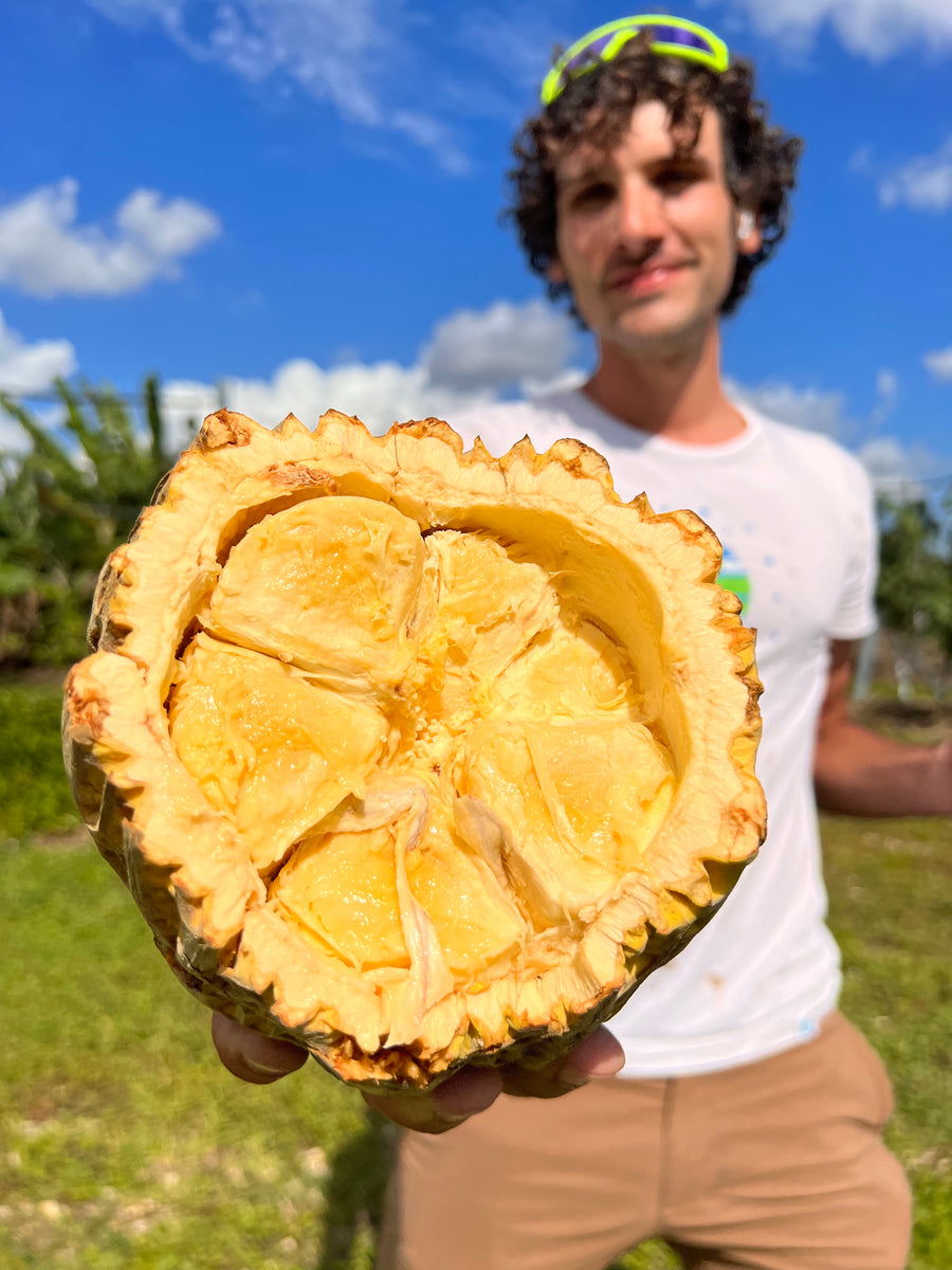 Pataxte is now available 😮 very limited! – Miami Fruit