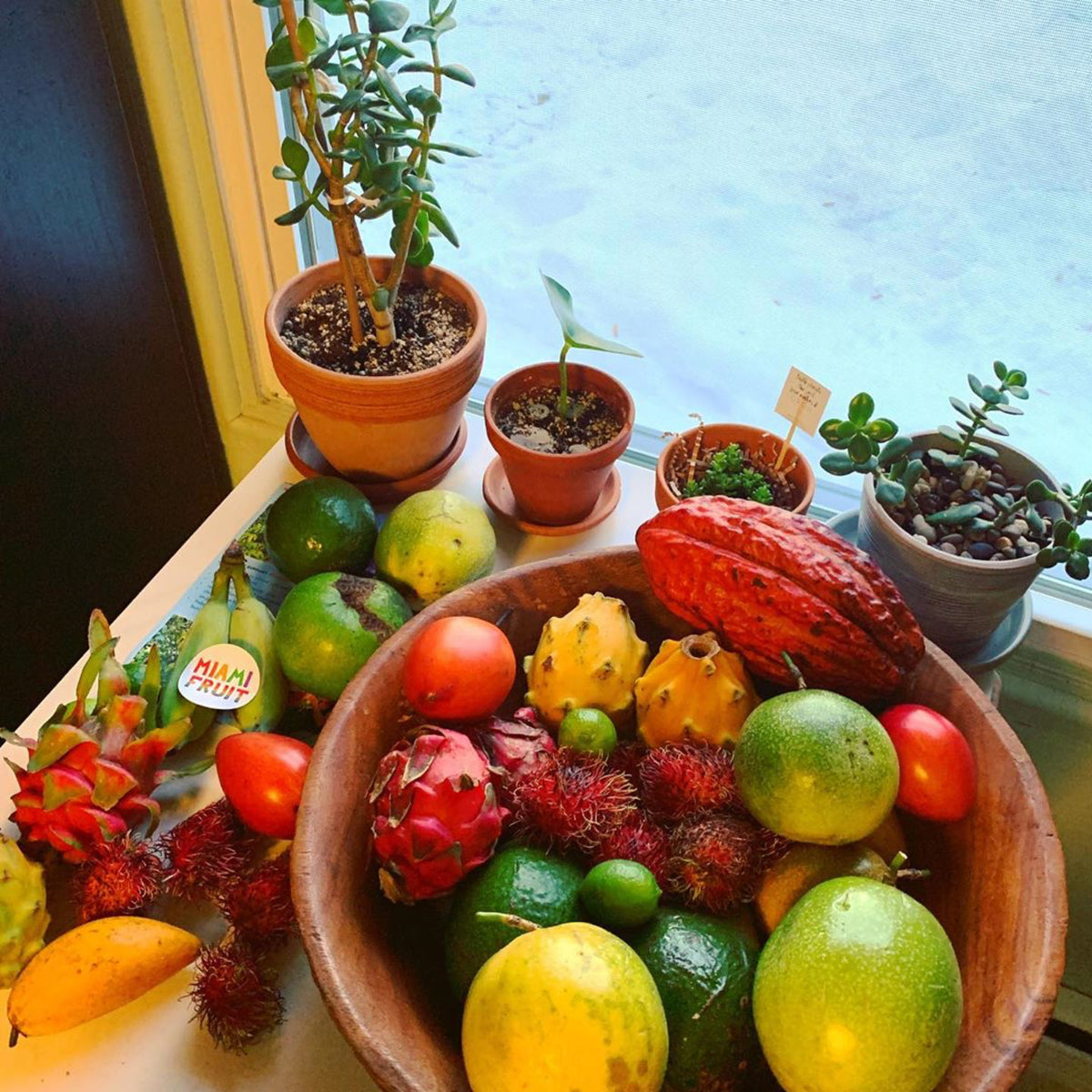 What to expect for the cold weather months ️ – Miami Fruit