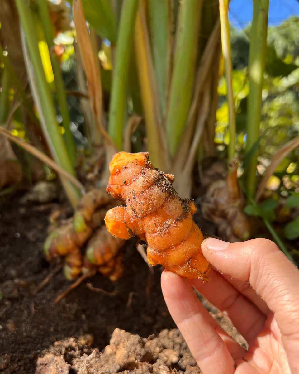 Turmeric is now in season 🧡 – Miami Fruit