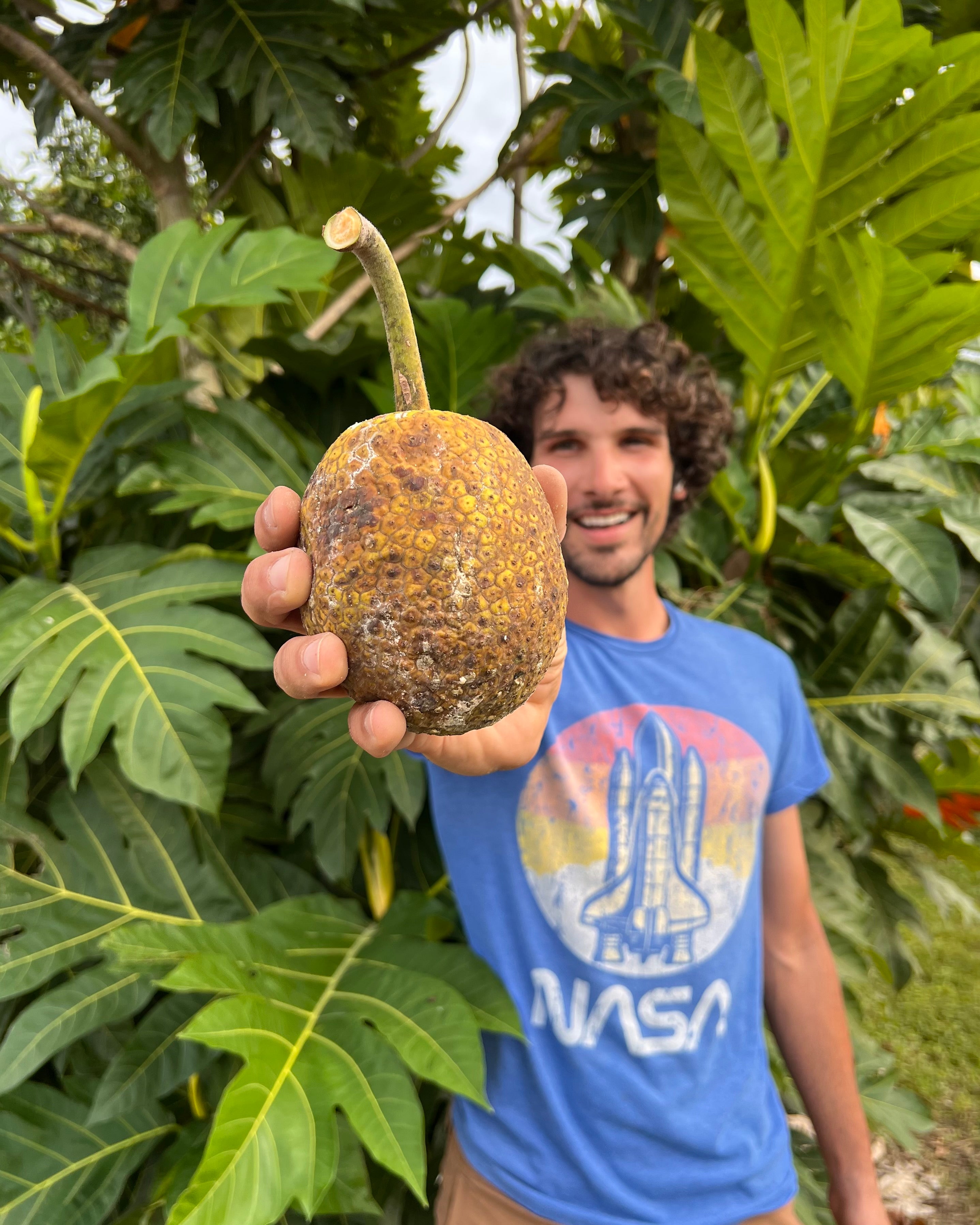 Breadfruit (Ulu) - Buy Breadfruit online from Miami Fruit