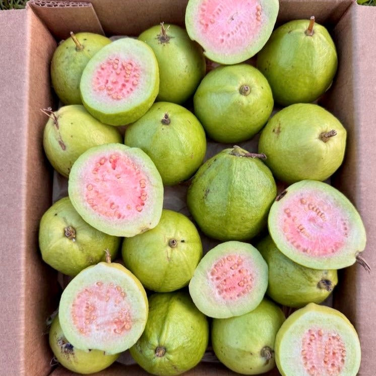 Pink Guava – Miami Fruit