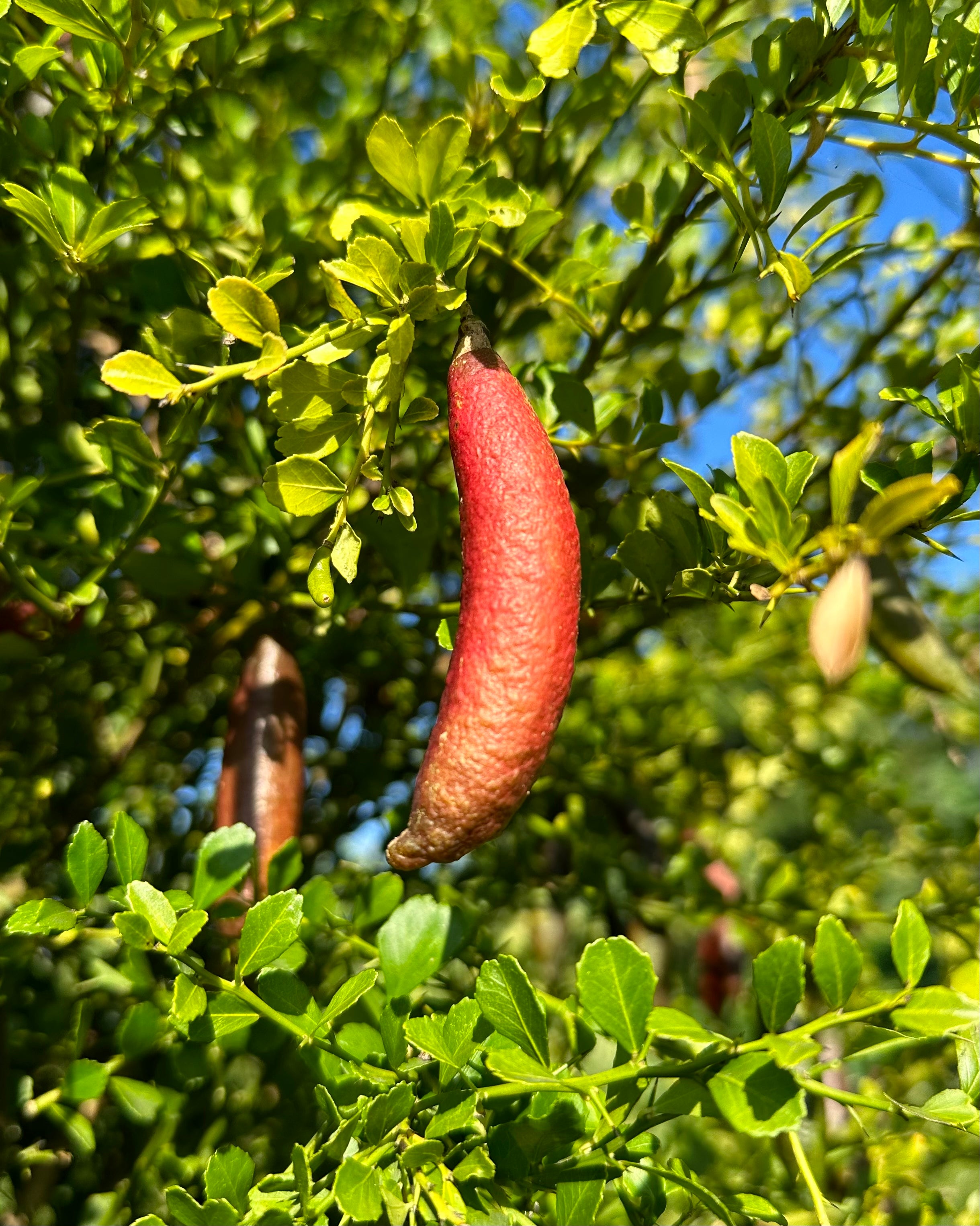 Red Caviar Lime (Finger Lime) *Pre-Order* – Miami Fruit
