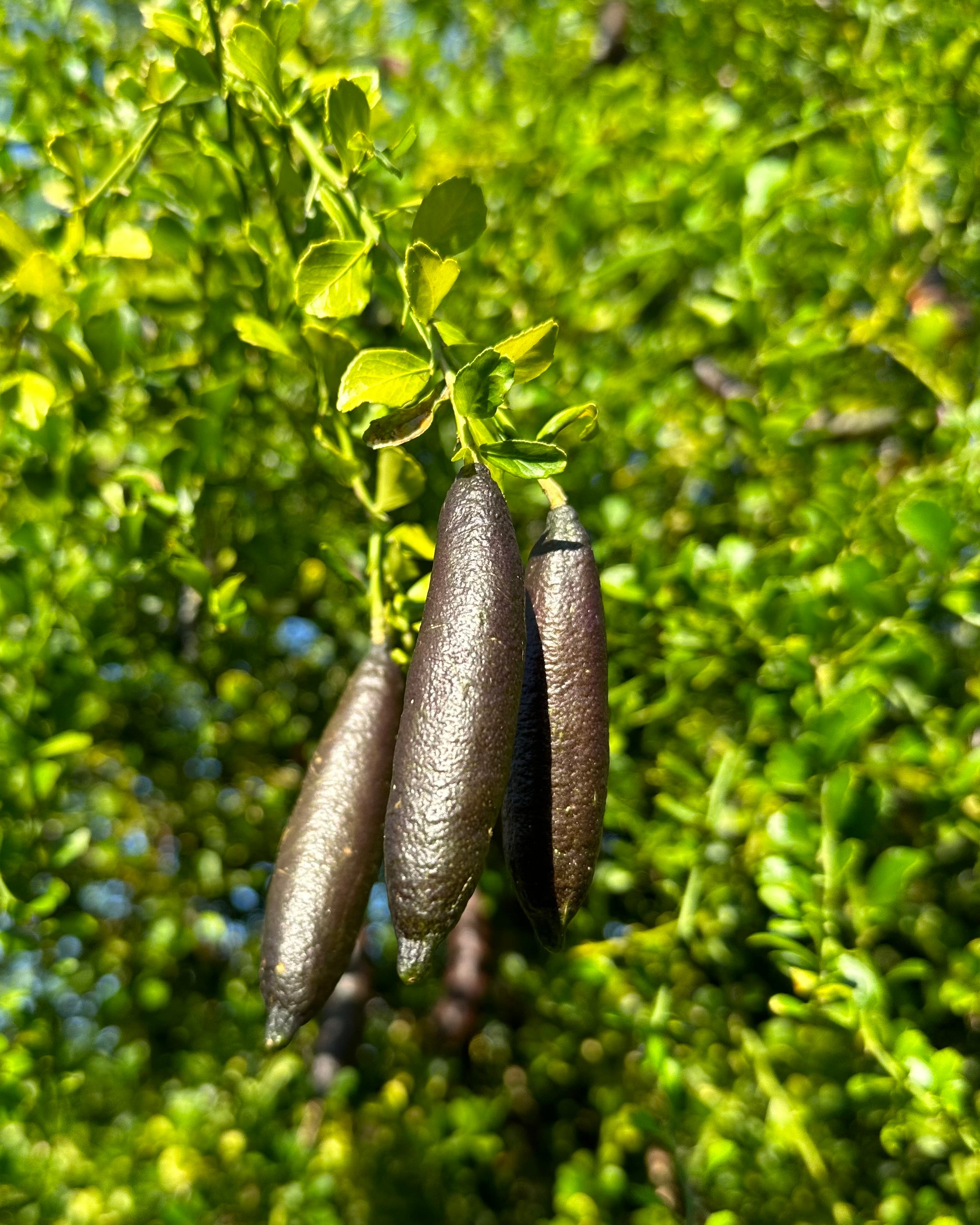 Red Caviar Lime (Finger Lime) *Pre-Order* – Miami Fruit