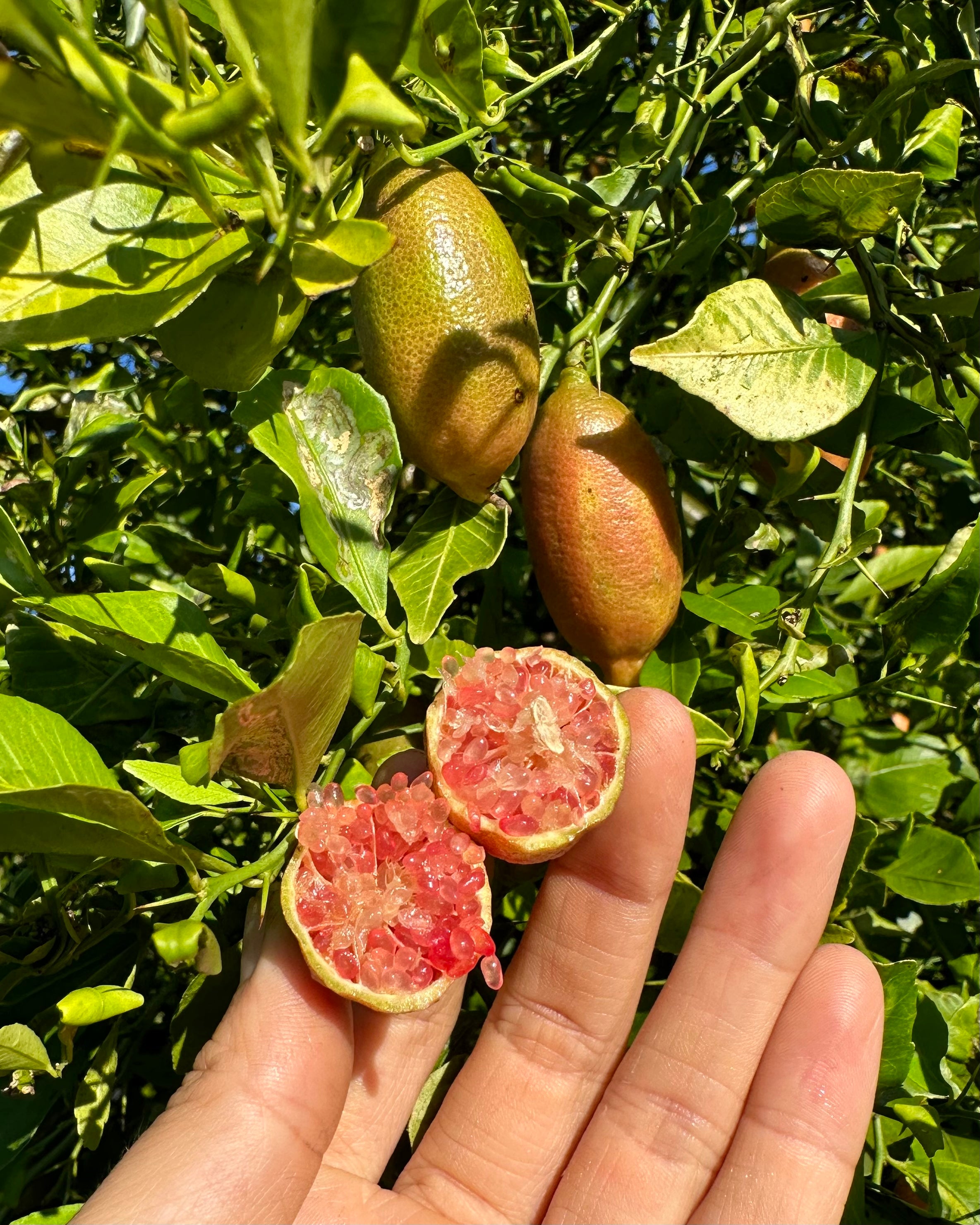 Red Caviar Lime (Finger Lime) *Pre-Order* – Miami Fruit