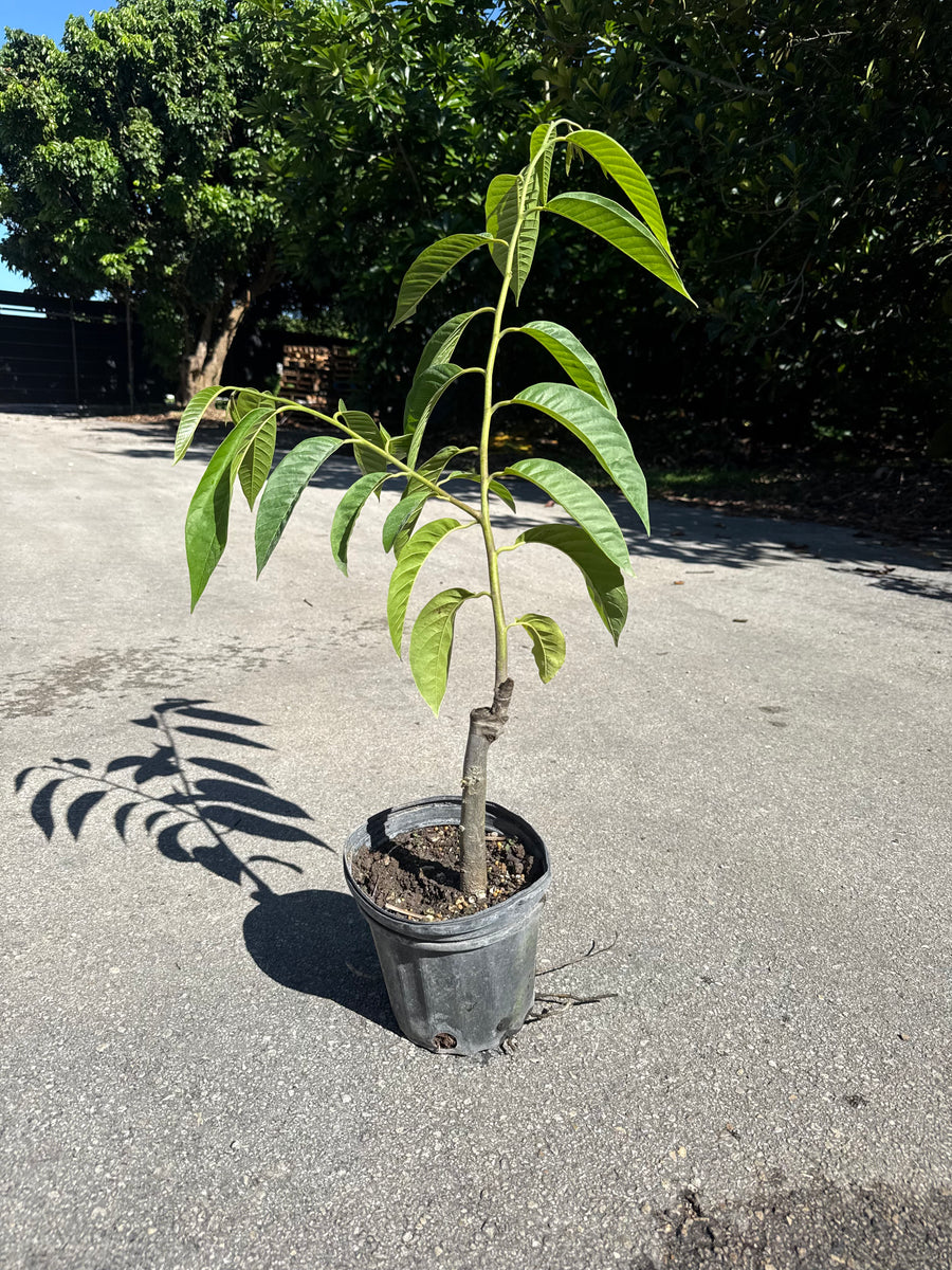 Red Rane Reticulata GRAFTED TREE – Miami Fruit