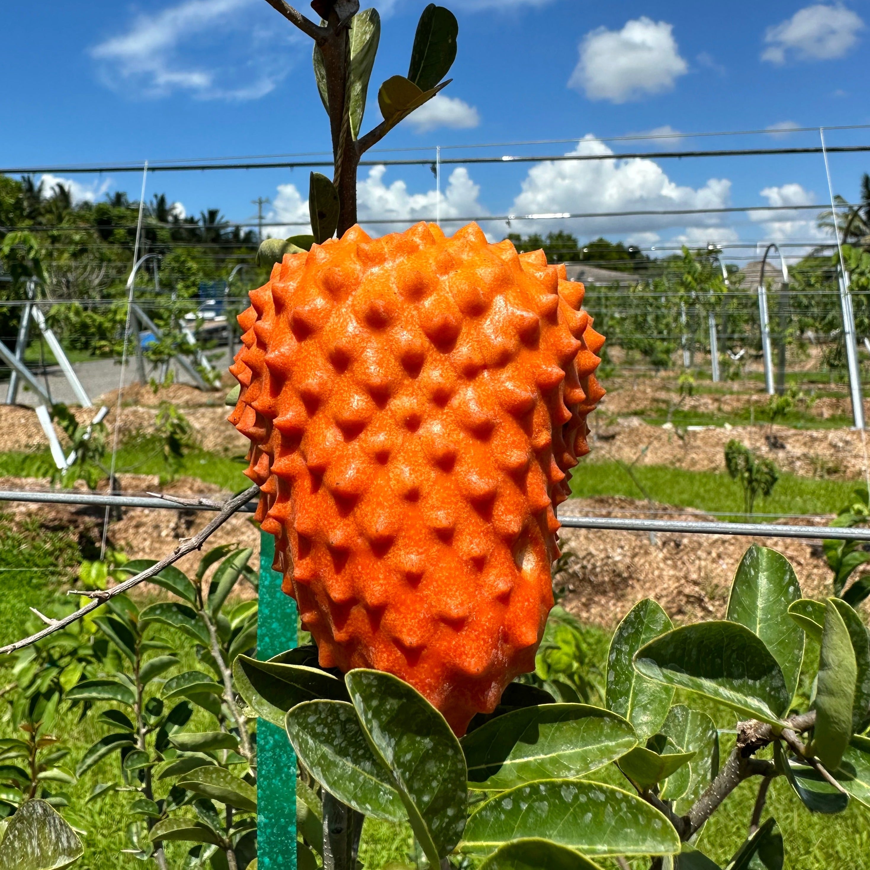 Orange Soursop *Pre-Order* – Miami Fruit