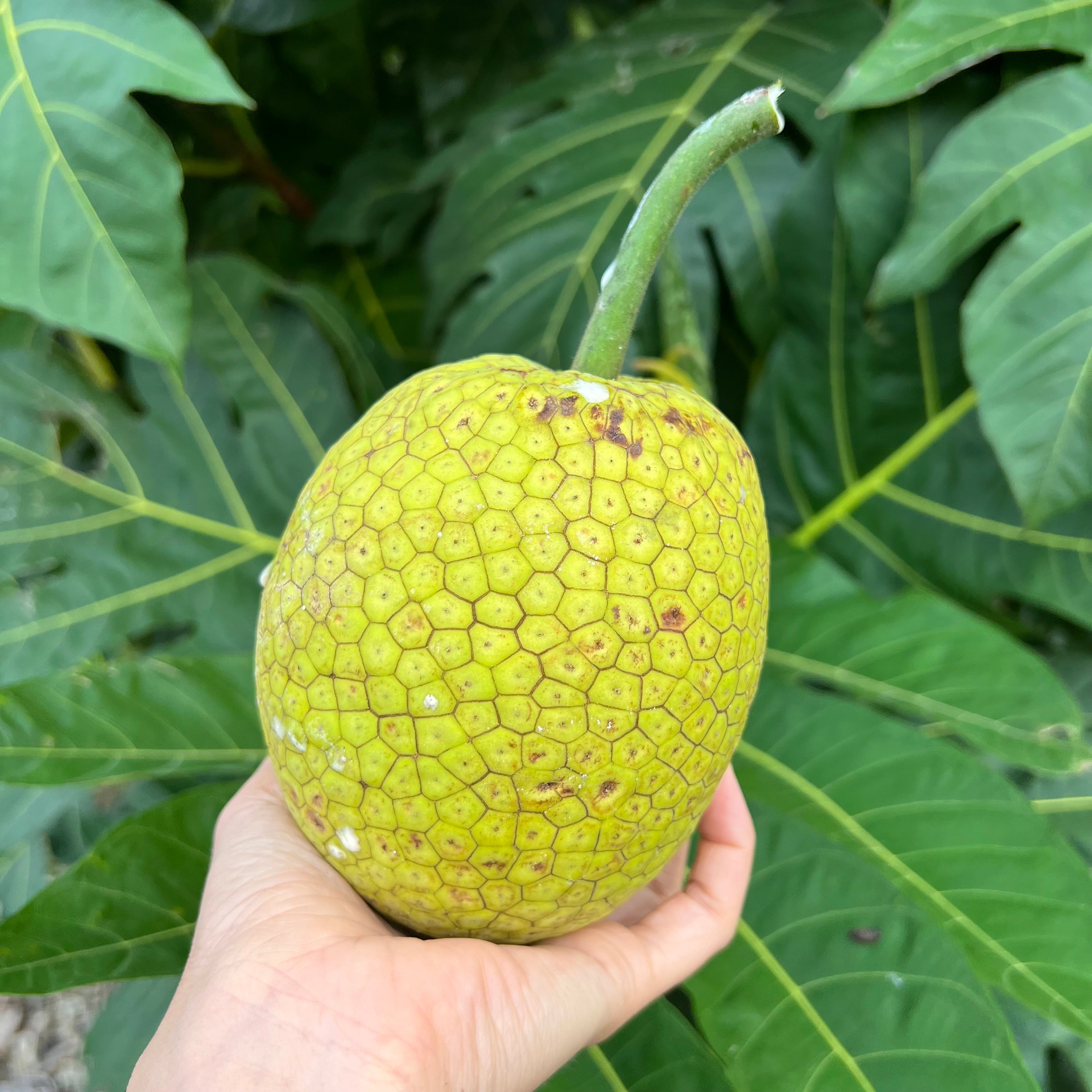 Breadfruit (Ulu) - Buy Breadfruit online from Miami Fruit