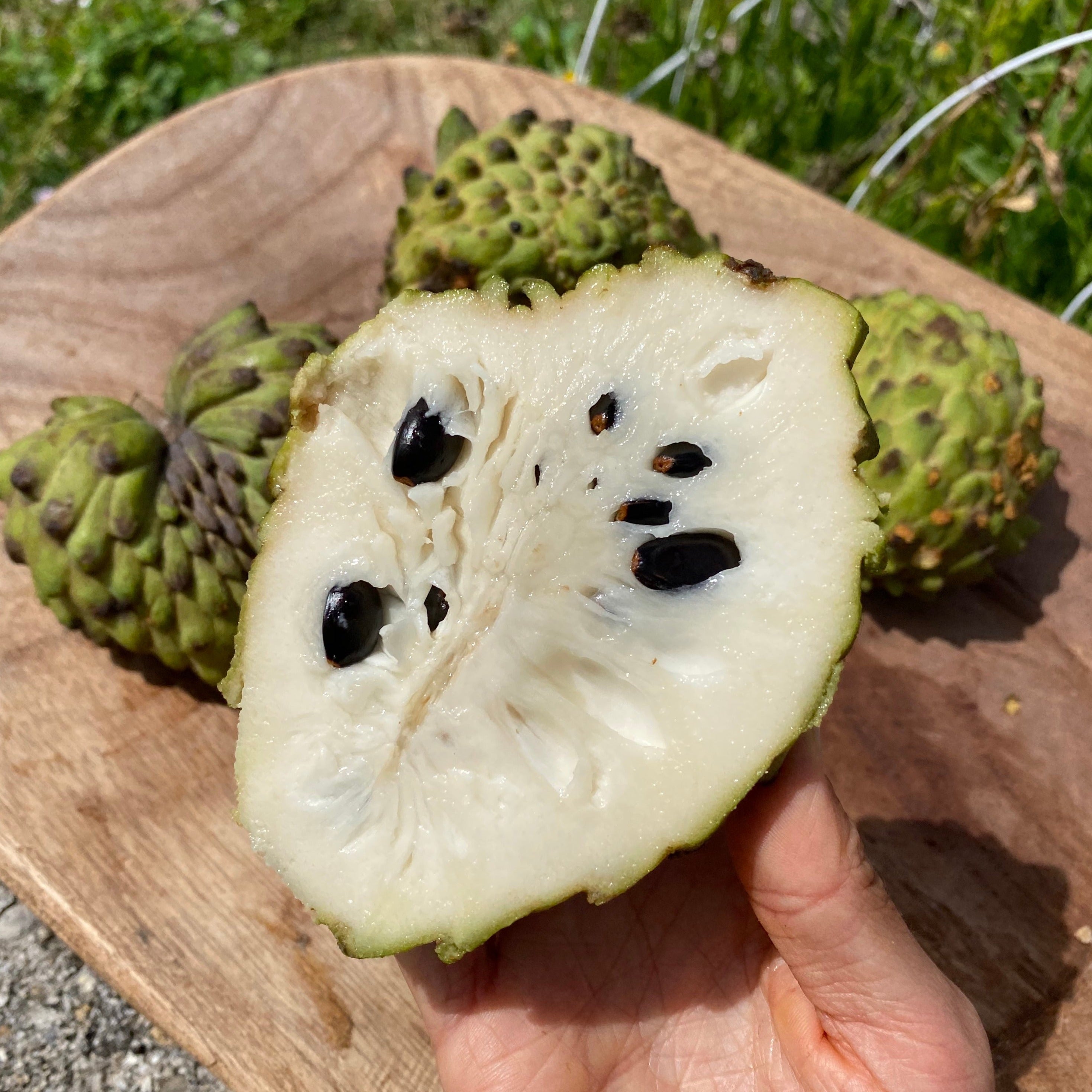 Atemoya - Buy Atemoya online from Miami Fruit